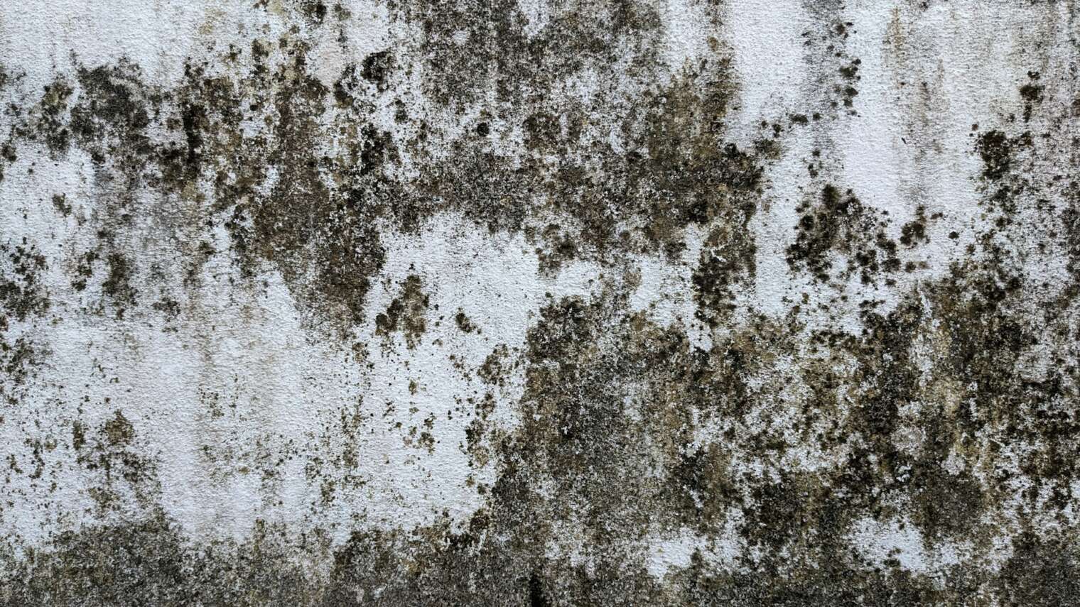 How to check air ducts for mold? | Blog PROMASTER