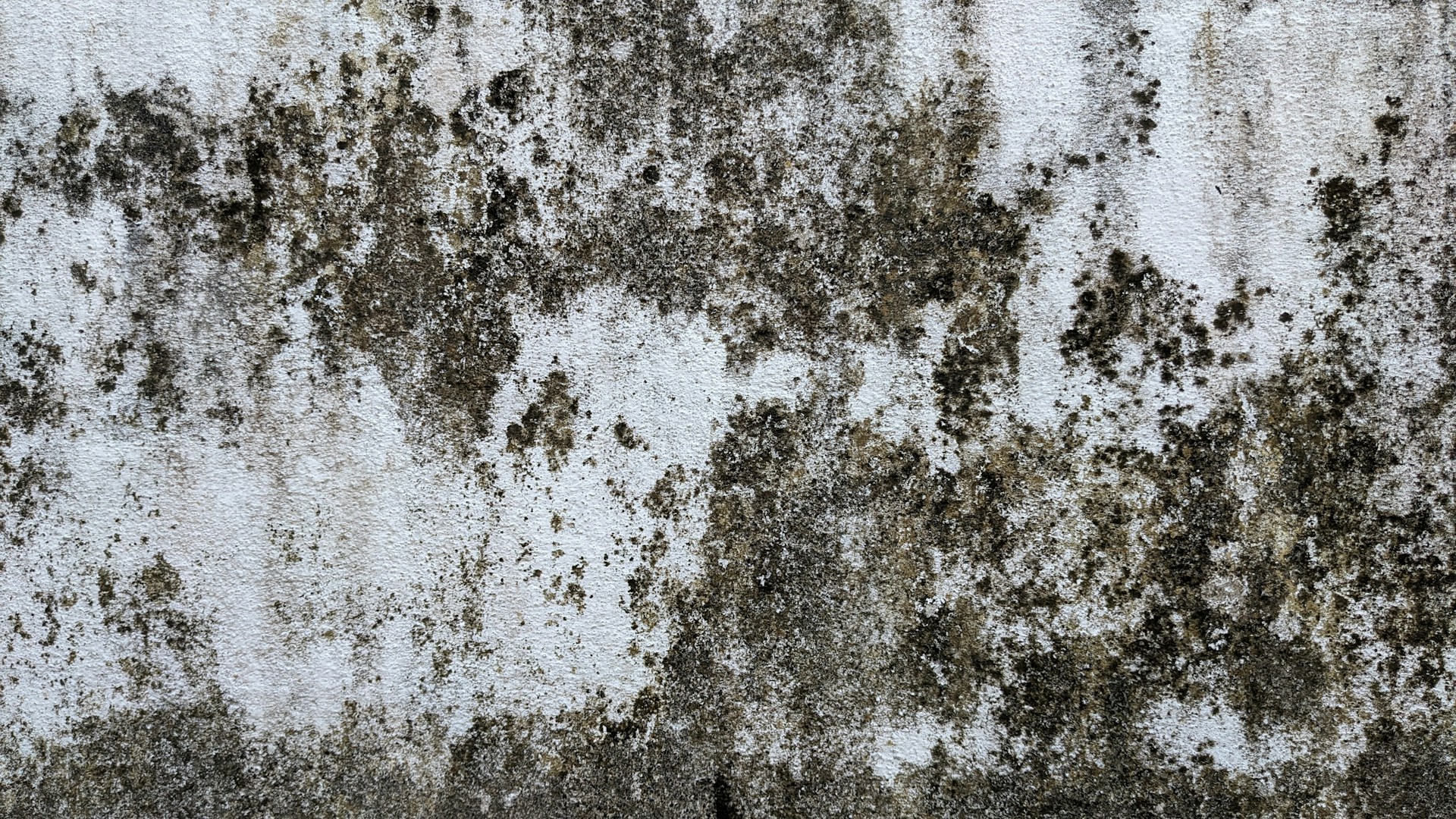 How to check air ducts for mold? | Blog PROMASTER